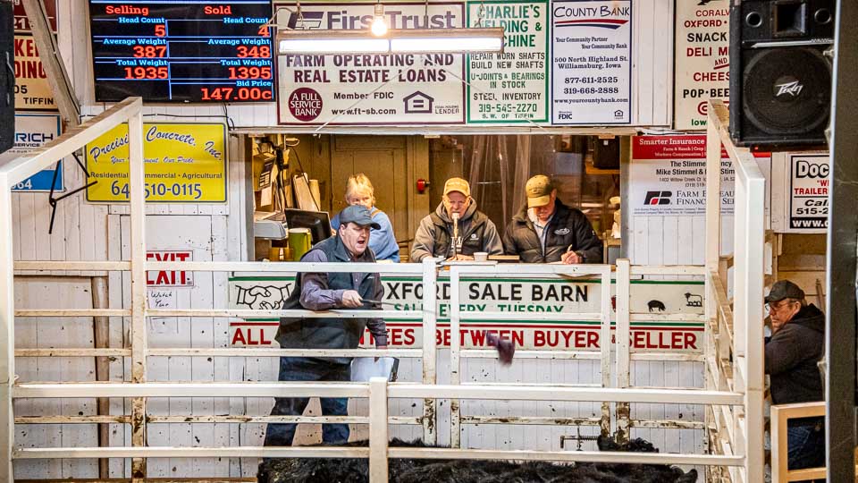 Feeder Cattle Auctions - Photo Gallery | Oxford Sale Barn - Iowa