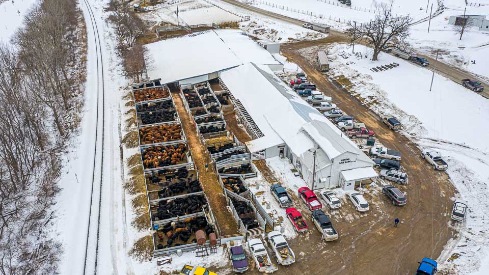 Feeder Cattle Auctions - Photo Gallery | Oxford Sale Barn - Iowa